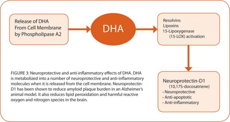The Essential Guide to Omega-3s: Why DHA is the Ultimate Brain-Boosting ...