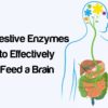 ATP: The Fuel that Powers Our Cells - Learn how to Feed a Brain!