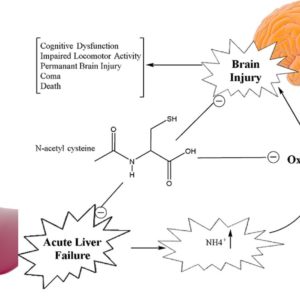 ATP: The Fuel that Powers Our Cells - Feed a Brain